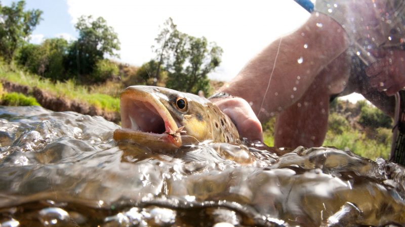 The Animals We Use - Go Vegan World