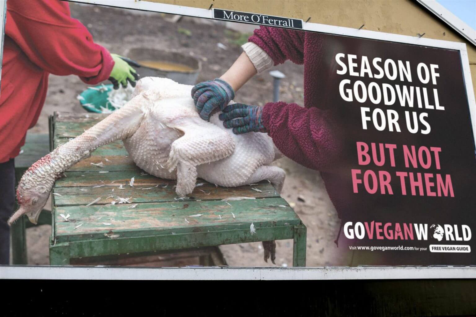 Go Vegan World launches massive Christmas and New Year Campaign in ...